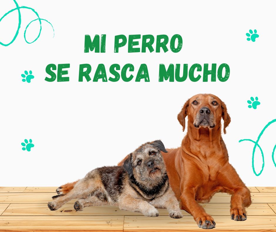 Qué Puede Hacer Que Un Perro Se Rasque Constantemente